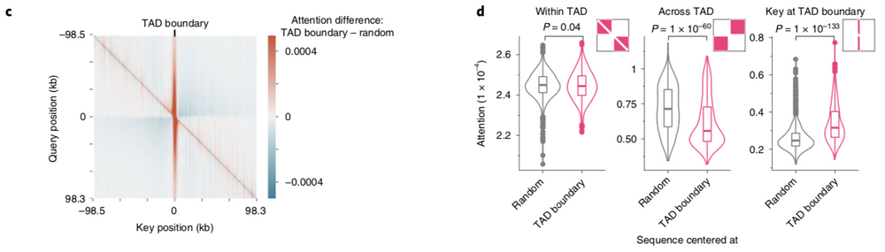Enformer: Effective gene expression prediction from sequence by integrating long-range interactions