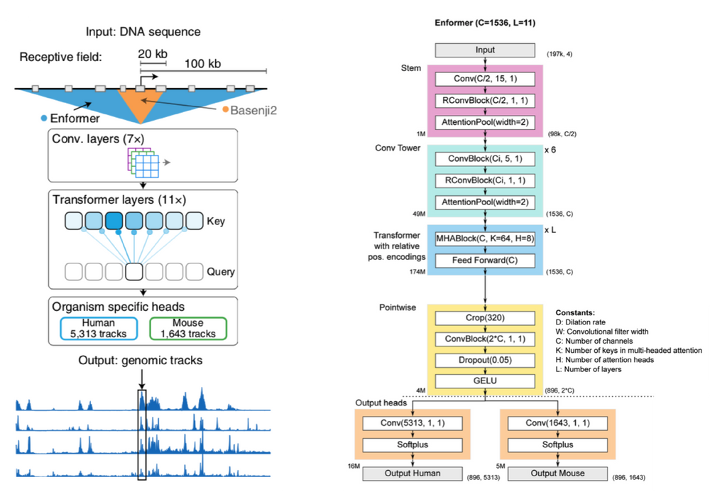 Enformer: Effective gene expression prediction from sequence by integrating long-range interactions